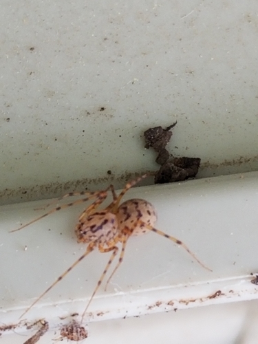 Spitting Spider Body Parts