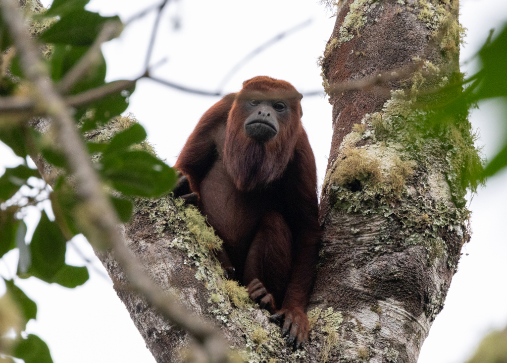 Colombian Red Howler Monkey from Santa Marta, Magdalena, Colômbia on ...