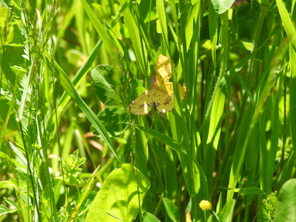 False Crocus Geometer Moth from Simcoe County, ON, Canada on June 16 ...