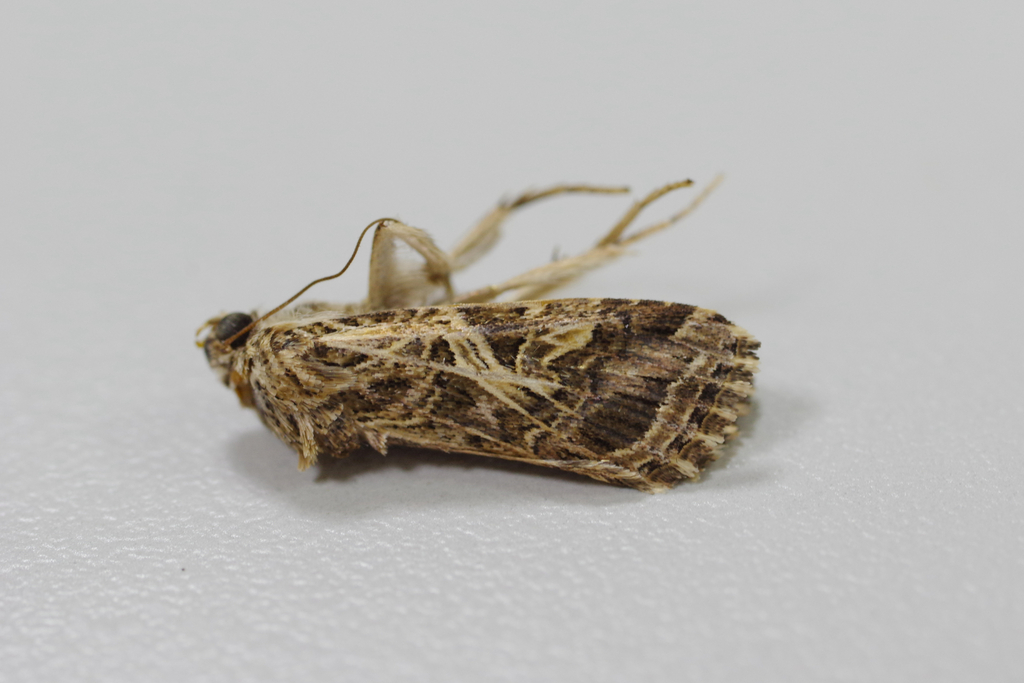 Oriental leafworm moth in June 2024 by Panda Yang · iNaturalist
