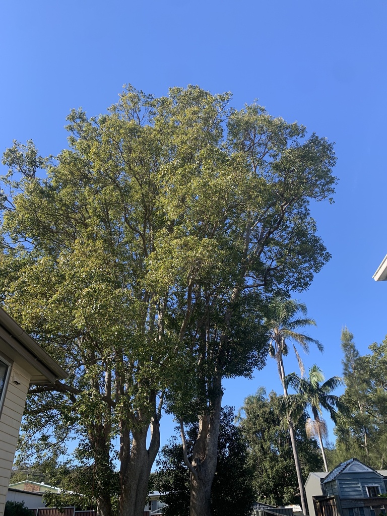 Camphor Tree from Marine Pde, Nords Wharf, NSW, AU on June 26, 2024 at ...