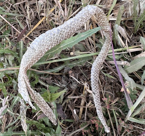 iNaturalist Tracking Database – NatureTracking