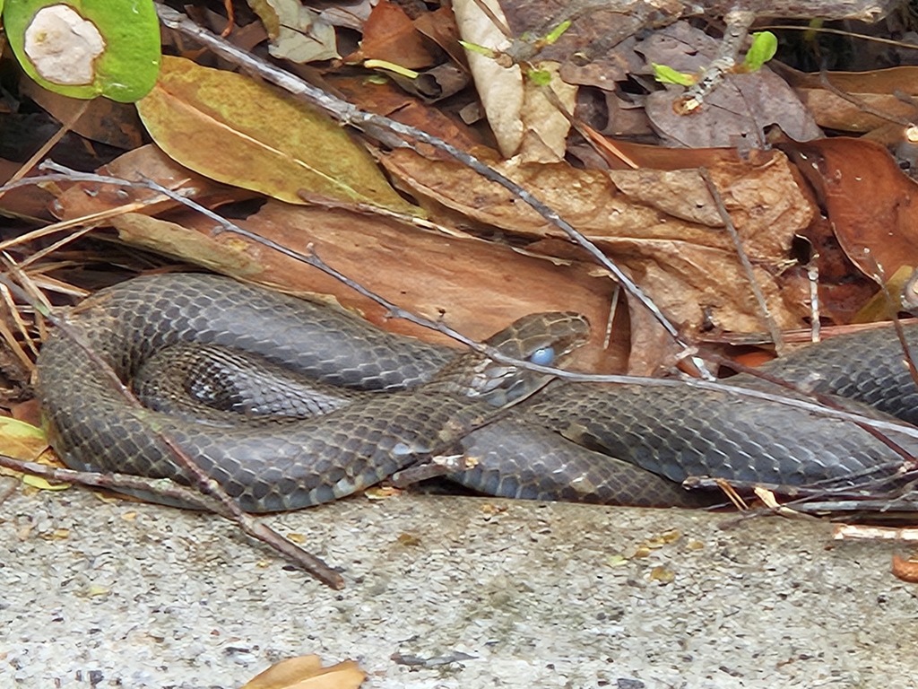 Northern Black Racer from Milton, GA, USA on May 5, 2024 at 11:21 AM by ...