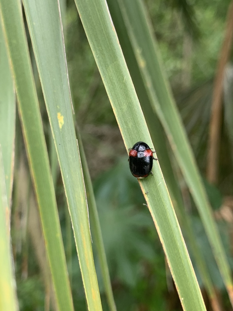 Cucujiform Beetles from Solidaridad, Q. Roo., MX on June 22, 2023 at 10 ...
