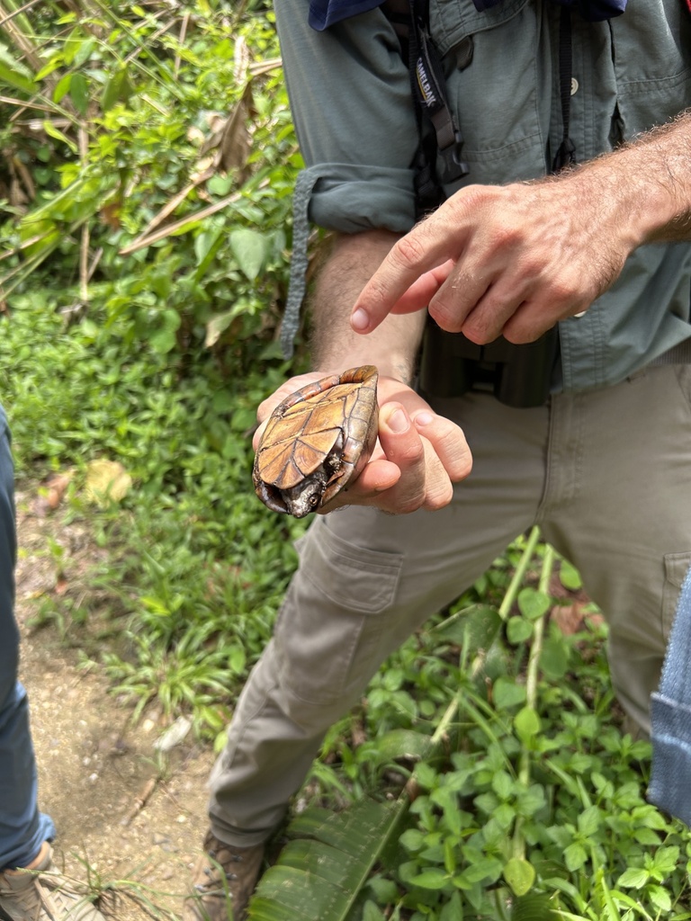 Tabasco Mud Turtle in June 2024 by Maggie Darst · iNaturalist