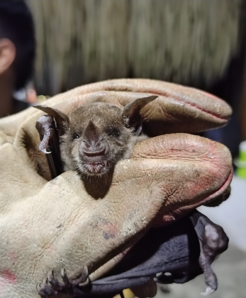New World Leaf-nosed Bats from Turbaco, Bolívar, Colômbia on December 8 ...