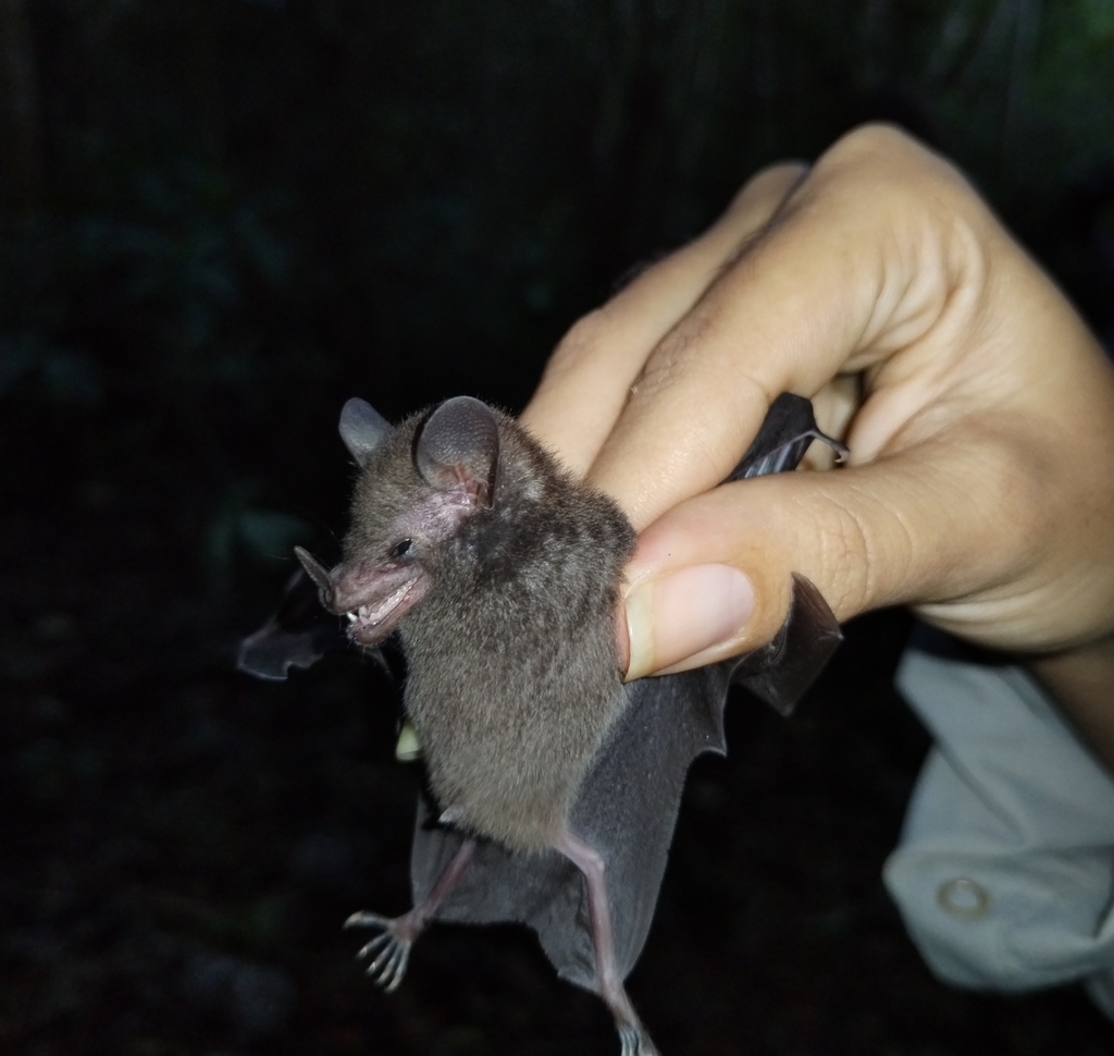 New World Leaf-nosed Bats from Turbaco, Bolívar, Colômbia on December 9 ...