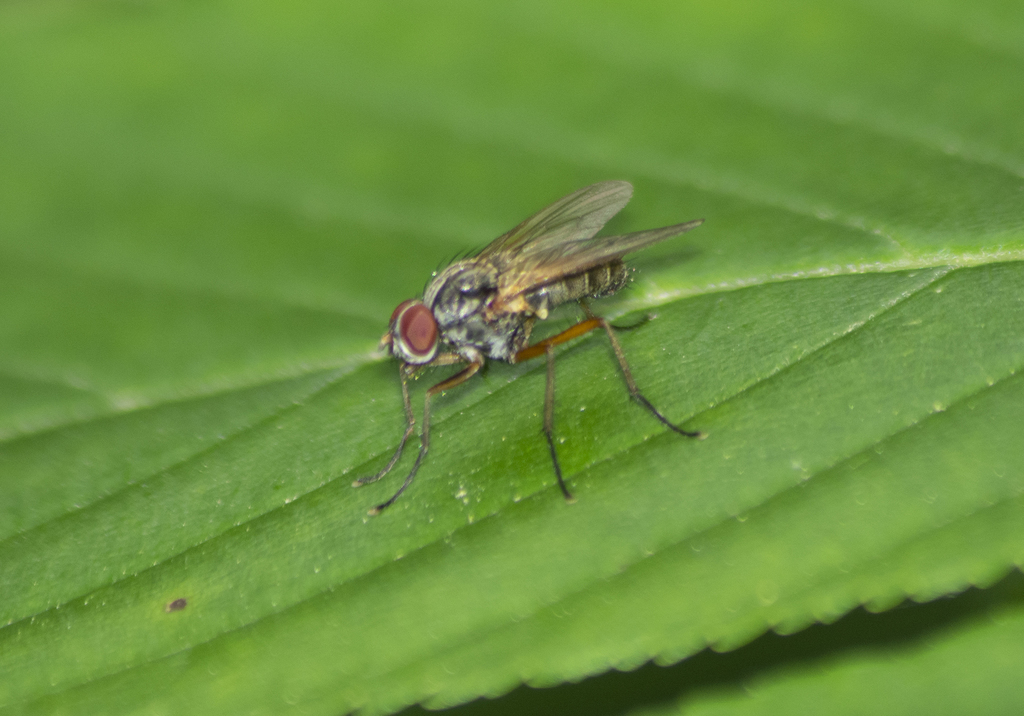Root-maggot Flies from Shawnee Prairie, Greenville, OH 45331, USA on ...