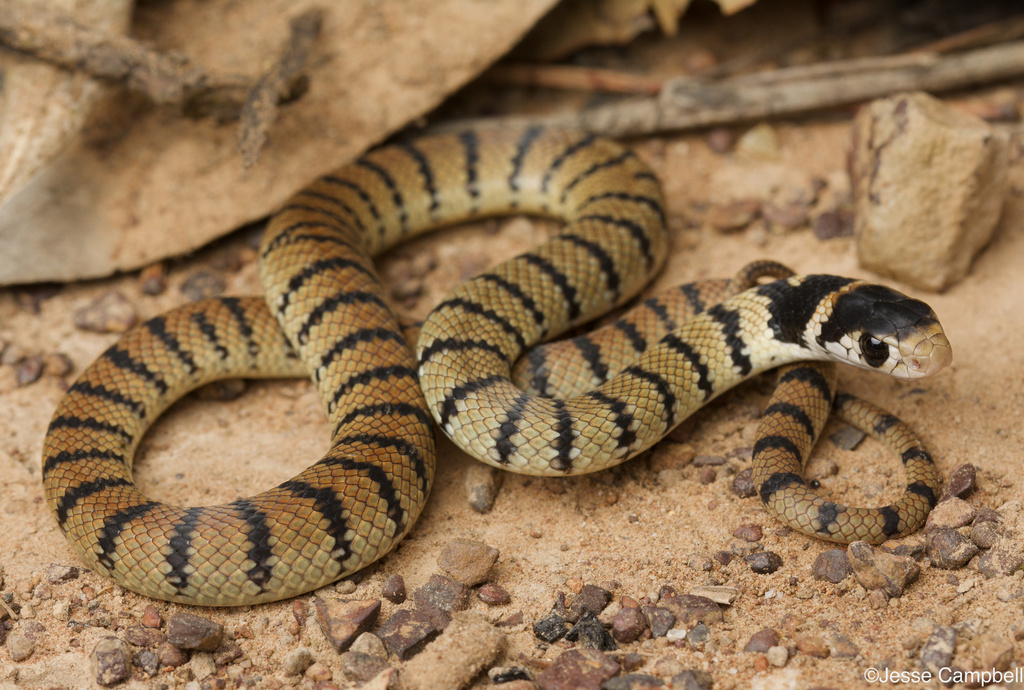 Eastern Brown Snake in January 2024 by Jesse Campbell · iNaturalist