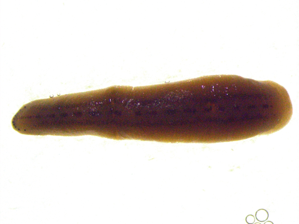 Acanthobdellidea from Suan Phueng, Suan Phueng District, Ratchaburi ...