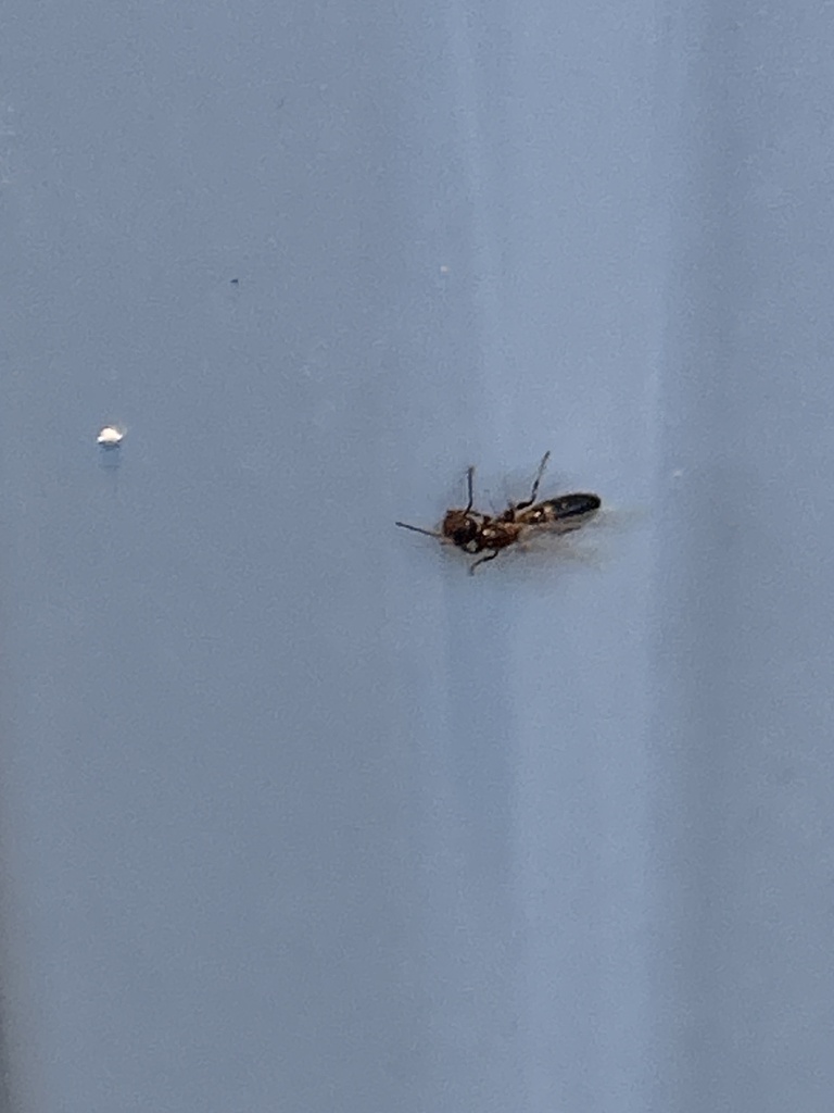 Gate-keeper Ants from Thornbrook Rd, Ellicott City, MD, US on June 26 ...