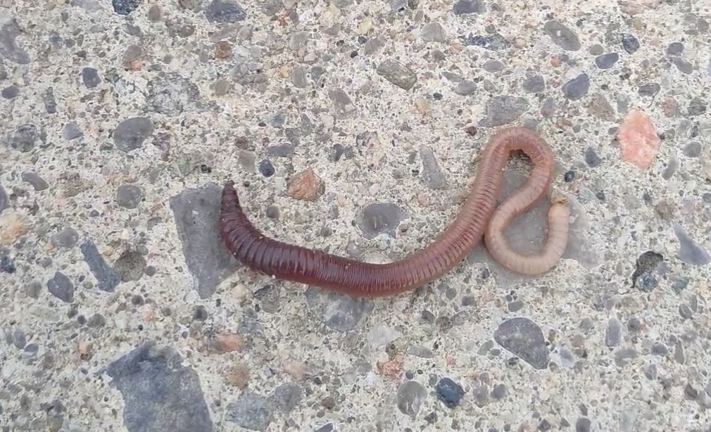 Common Earthworm from Scarborough, ON M1C 3B2, Canada on June 25, 2024 ...