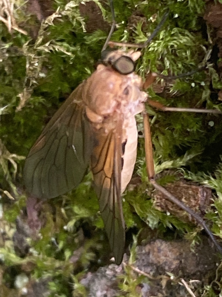 Marsh Snipe Fly from St. Clair, ON, CA on June 26, 2024 at 09:09 AM by ...