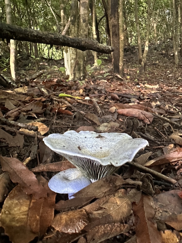 indigo milk cap from Liberia, Guanacaste, CR on June 25, 2024 at 07:46 ...