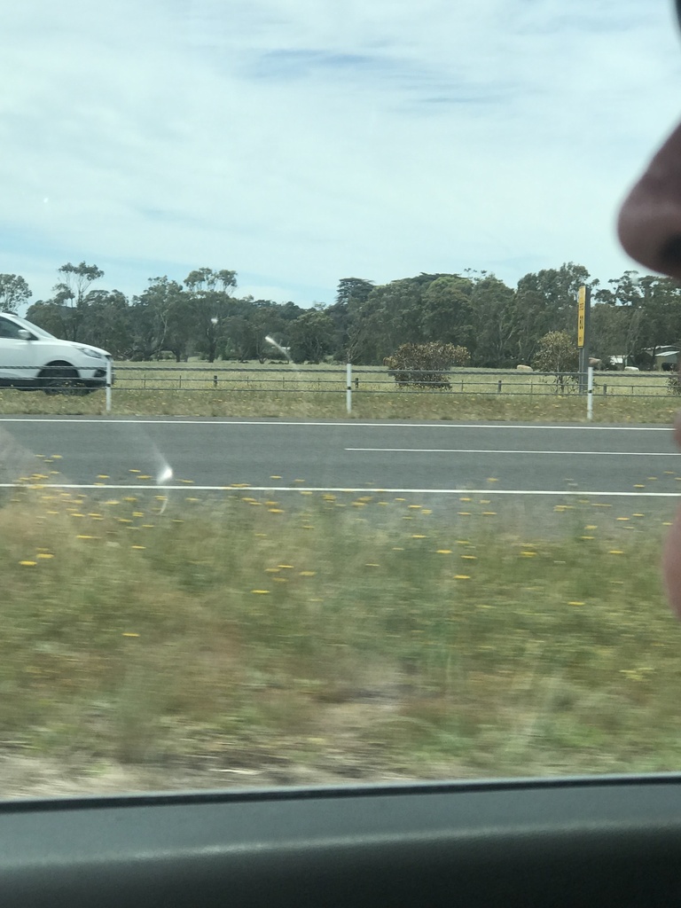 Domestic Cattle from Peninsula Link Freeway, Moorooduc, VIC, AU on ...