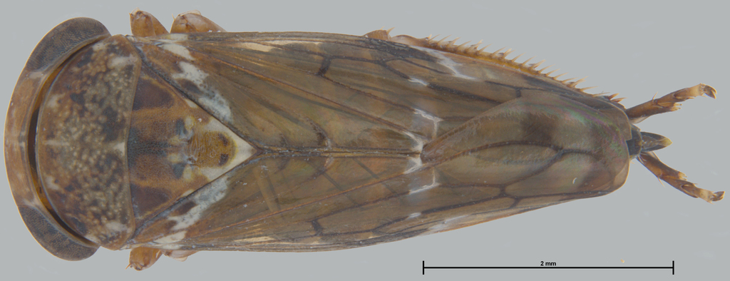 Idioscopus from Singapore on April 27, 2023 by Yap Ee Hean. Specimen ...