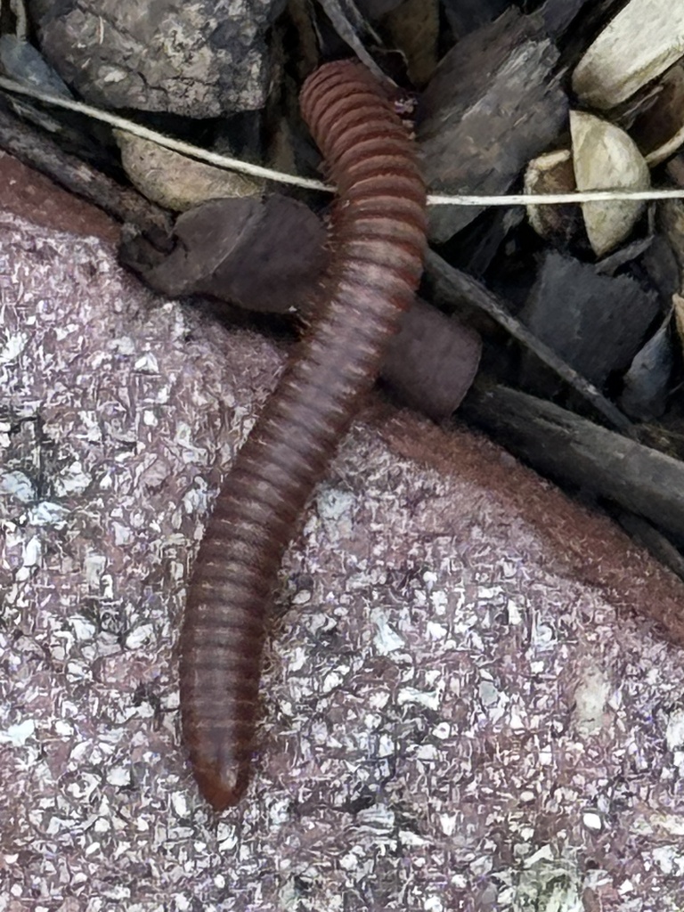 Rusty Millipede from Ocean Dr, Miami Beach, FL, US on June 26, 2024 at ...