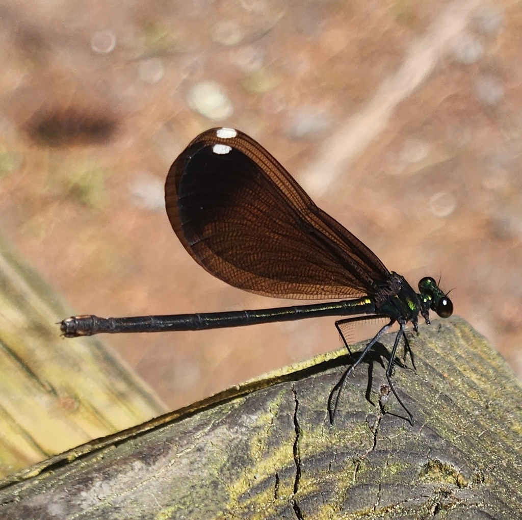 Ebony Jewelwing from Yulan, NY 12792, USA on June 26, 2024 at 11:03 AM ...
