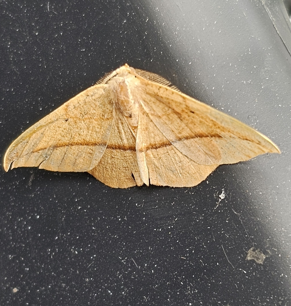 Juniper Geometer Moth from Sarnia, ON N7T 5Z9, Canada on June 26, 2024 ...
