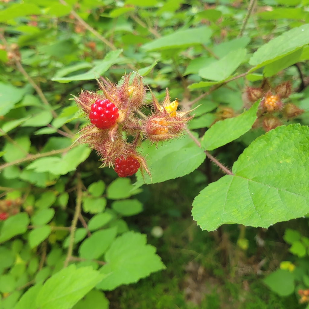 wineberry from Perry North, Pittsburgh, PA, USA on June 26, 2024 at 11: ...