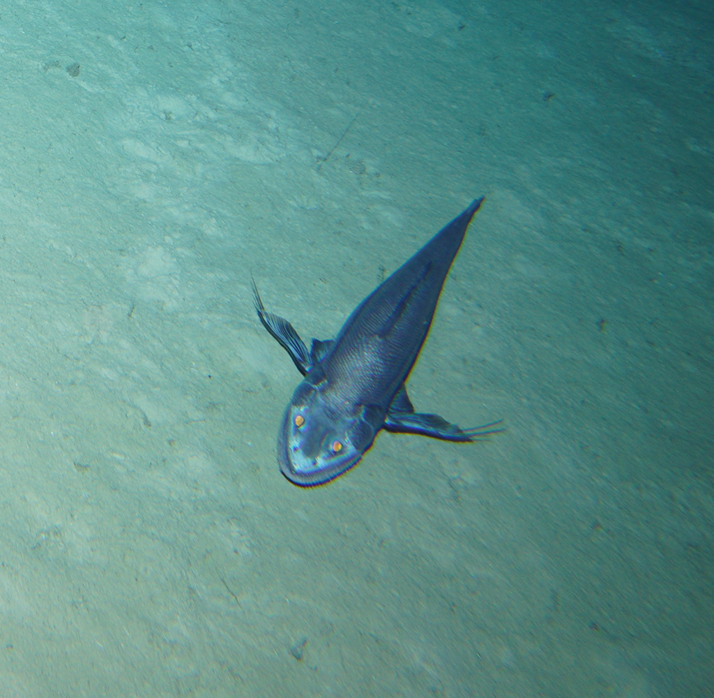 Deepsea Lizardfish on June 21, 2024 at 01:05 PM by pb8218. Imagery ...