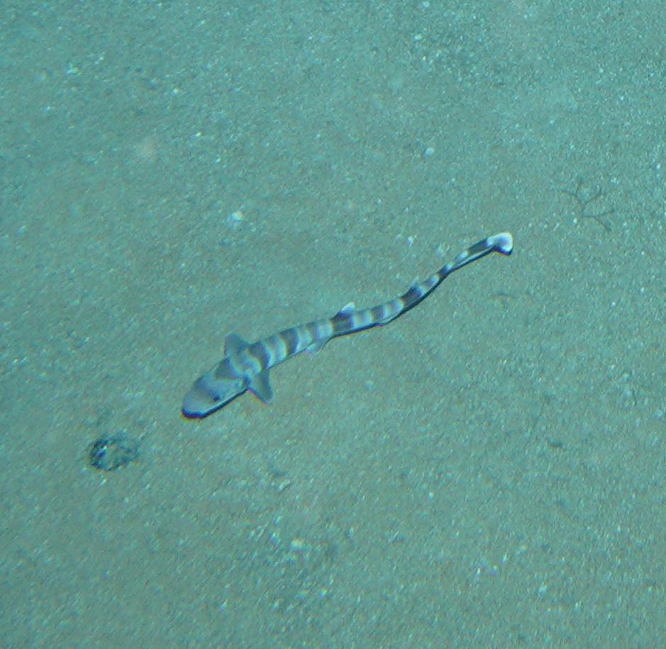 Australian Sawtail Catshark on June 23, 2024 at 06:07 PM by pb8218 ...