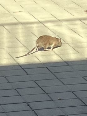 Brown Rat in June 2024 by Rasmus Dahl Andersen · iNaturalist