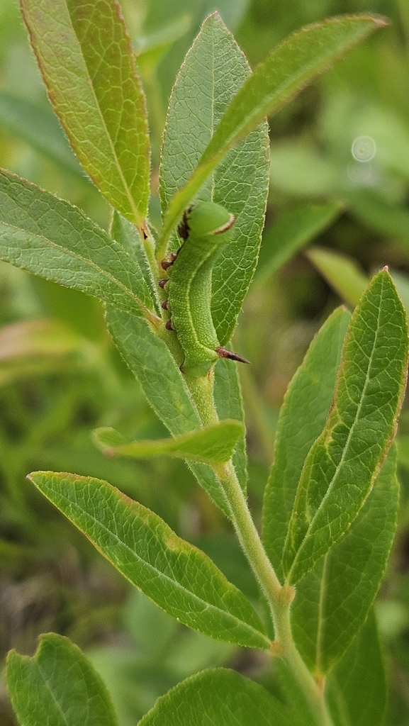 Slender Clearwing in June 2024 by Jennifer Sparks · iNaturalist