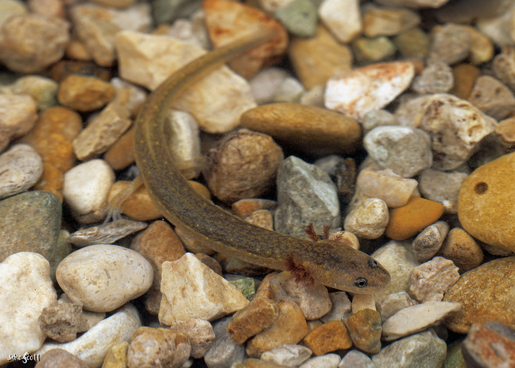 Texas Salamander in May 2024 by Jake Scott · iNaturalist