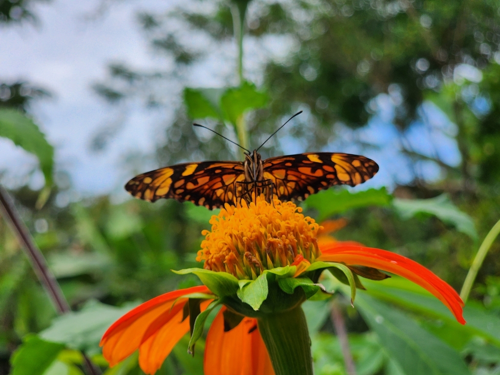 Dione from Limoncito, Provincia de Puntarenas, Coto Brus, Costa Rica on ...