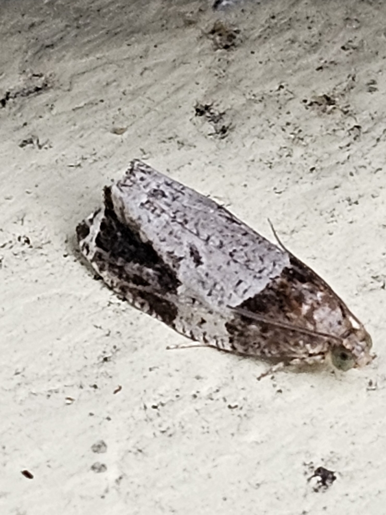 Hydrangea Leaftier Moth from Sarnia, ON N7T 5Z9, Canada on June 26 ...