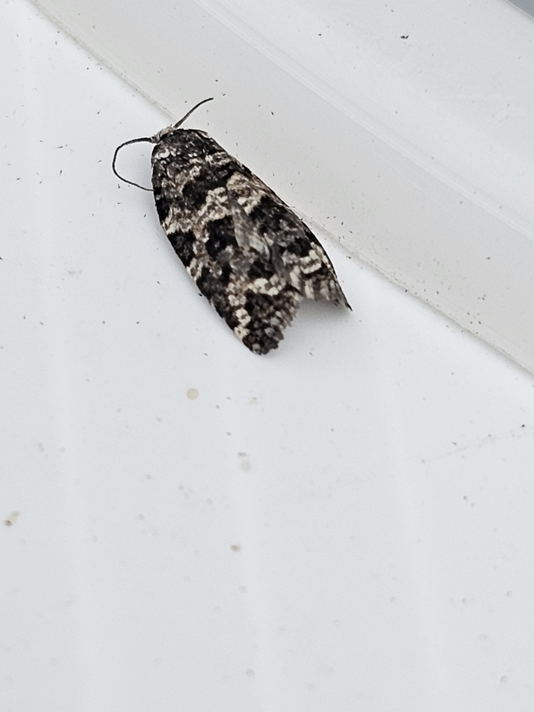 Spring Spruce Needle Moth from Sarnia, ON N7T 5Z9, Canada on June 26 ...