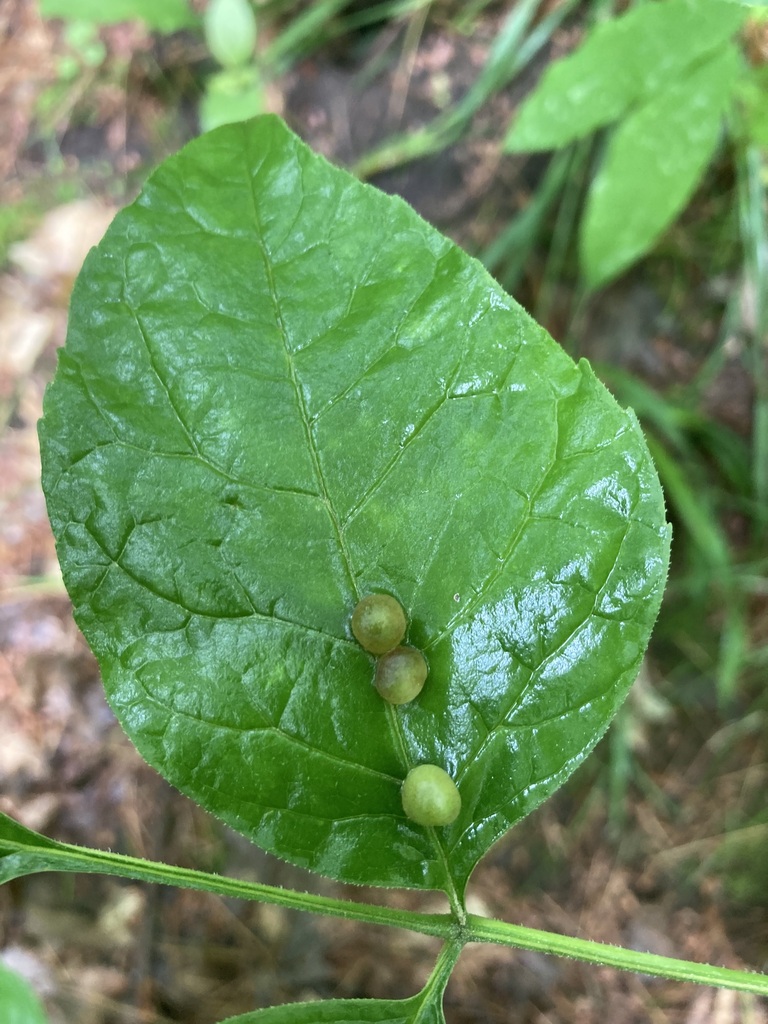 ash bullet gall midge from Simcoe County, ON, Canada on June 26, 2024 ...