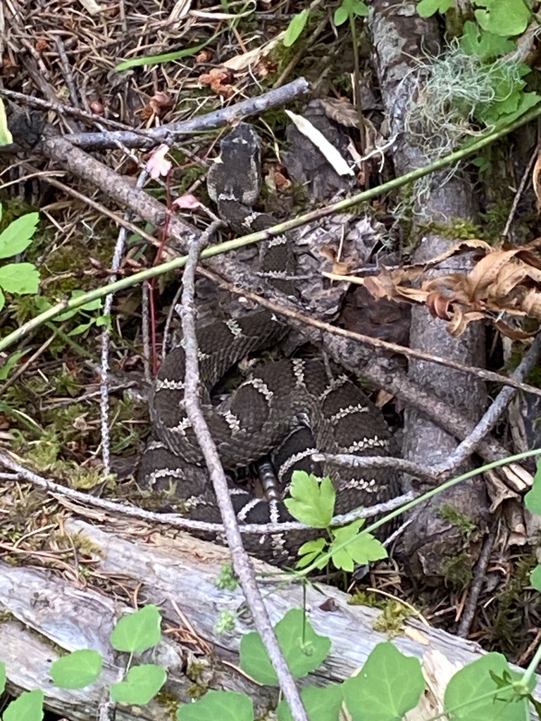 Northern Pacific Rattlesnake in June 2024 by Jacob Klevgaard · iNaturalist