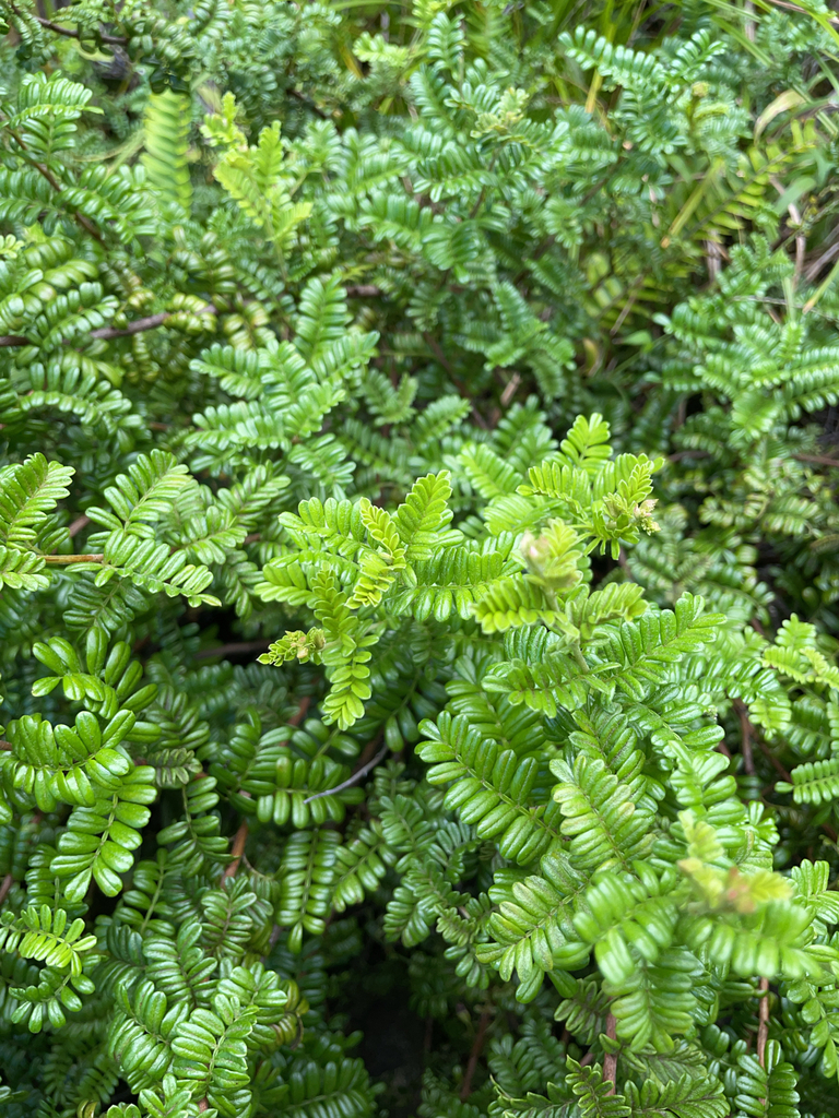 ʻŪlei from Kauai County, US-HI, US on June 26, 2024 at 10:43 AM by ...