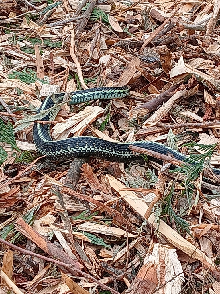 Garter Snakes from Marysville, WA 98270, USA on June 26, 2024 at 03:06 ...