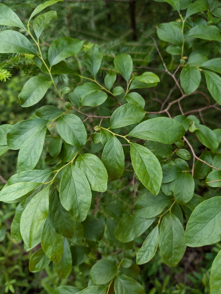black huckleberry from Argyle, NS B5A 5P5, Canada on June 26, 2024 at ...