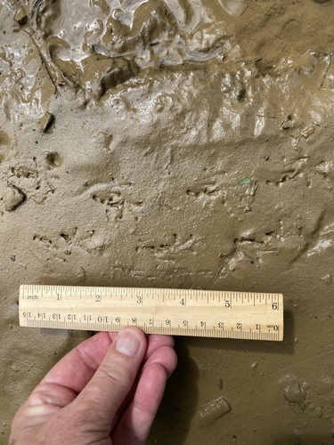 iNaturalist Tracking Database – NatureTracking