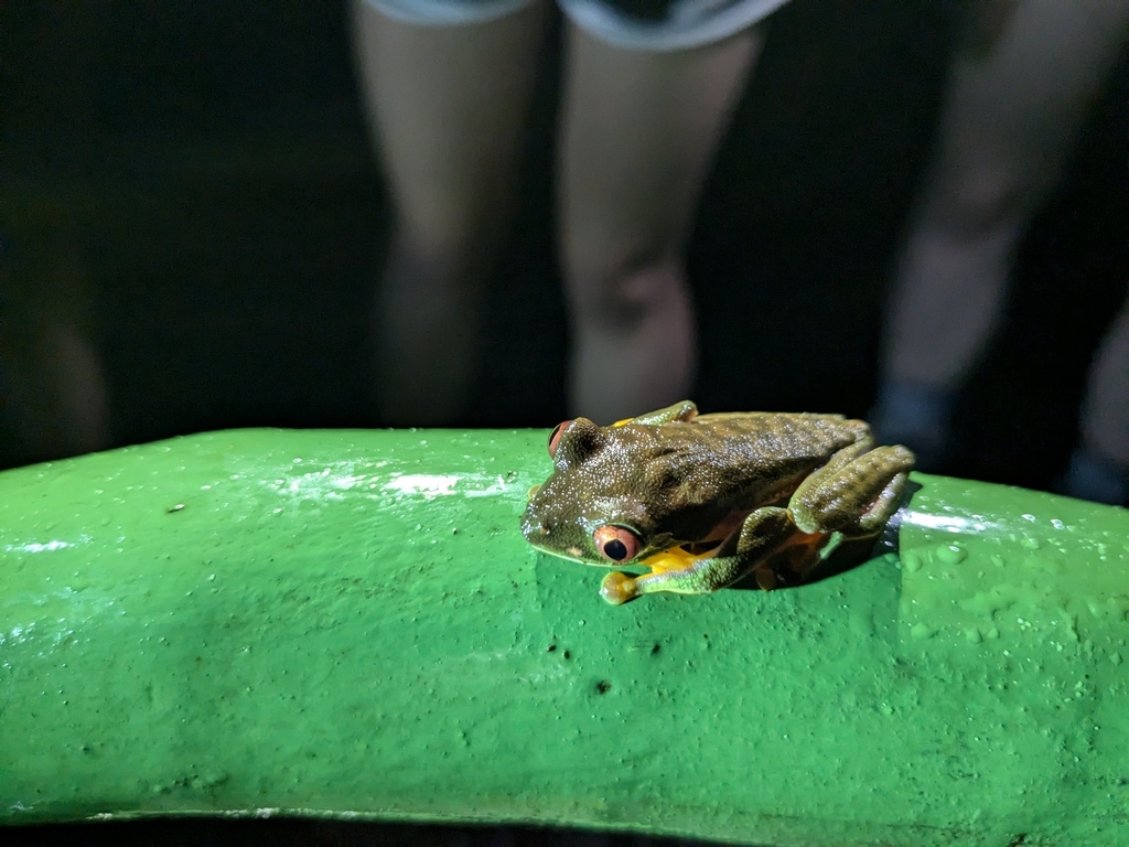 Parachuting Red-eyed Leaf Frog from CXJW+FHR, Heredia, Puerto Viejo ...