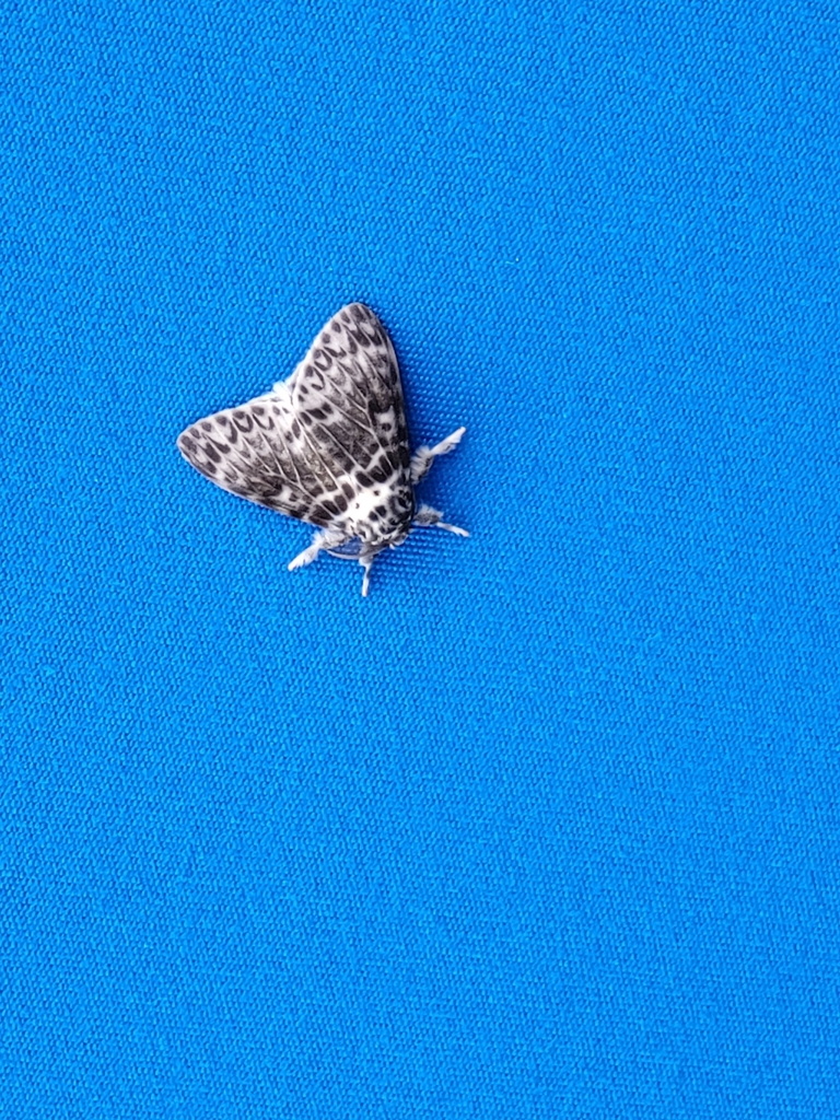 Pink Lymantria Moth from Hongcheon-gun, Gangwon-do, South Korea on June ...