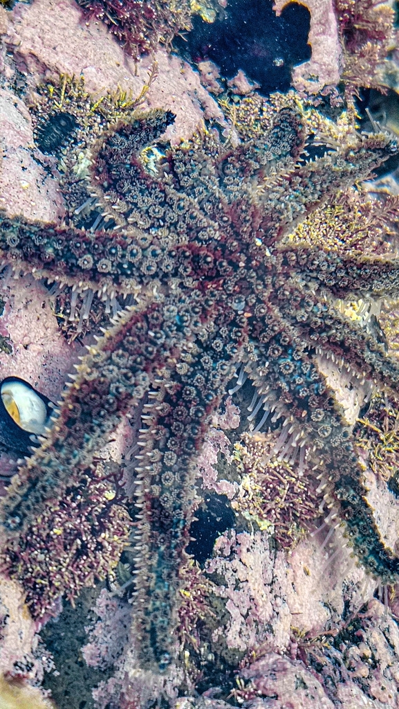 Eleven-armed Sea Star from Tuateawa 3583, New Zealand on June 26, 2024 ...
