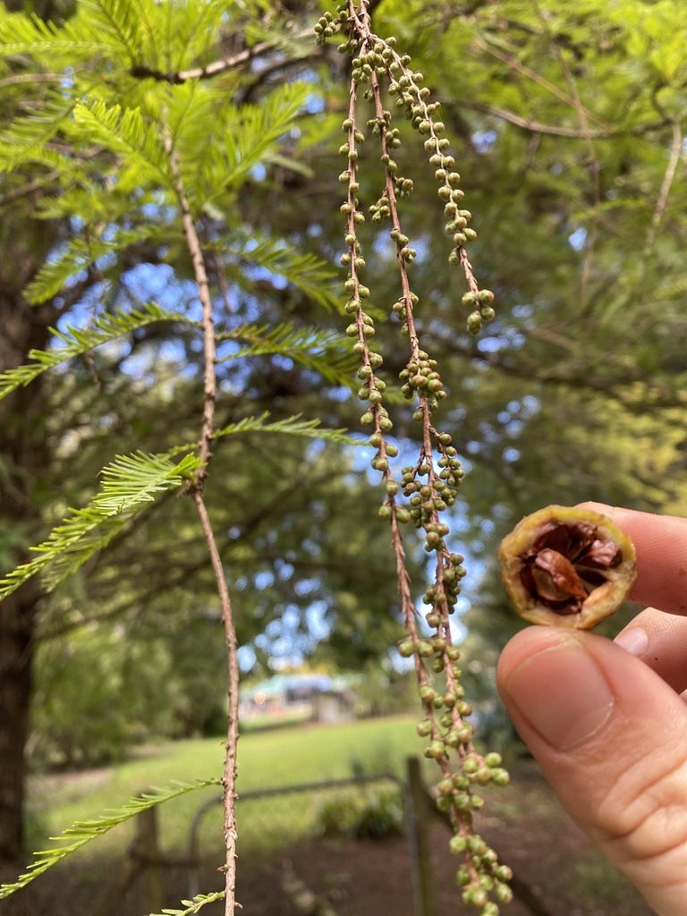 cypress family from Morris Rd, Elimbah, QLD, AU on June 27, 2024 at 10: ...