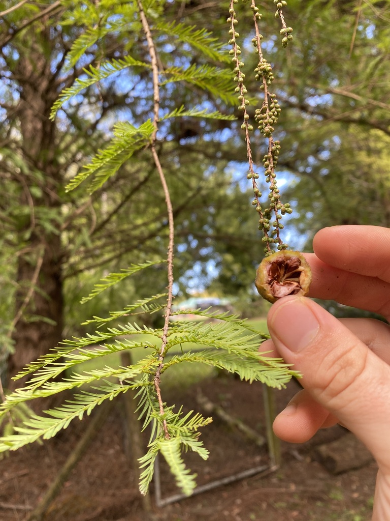 cypress family from Morris Rd, Elimbah, QLD, AU on June 27, 2024 at 10: ...