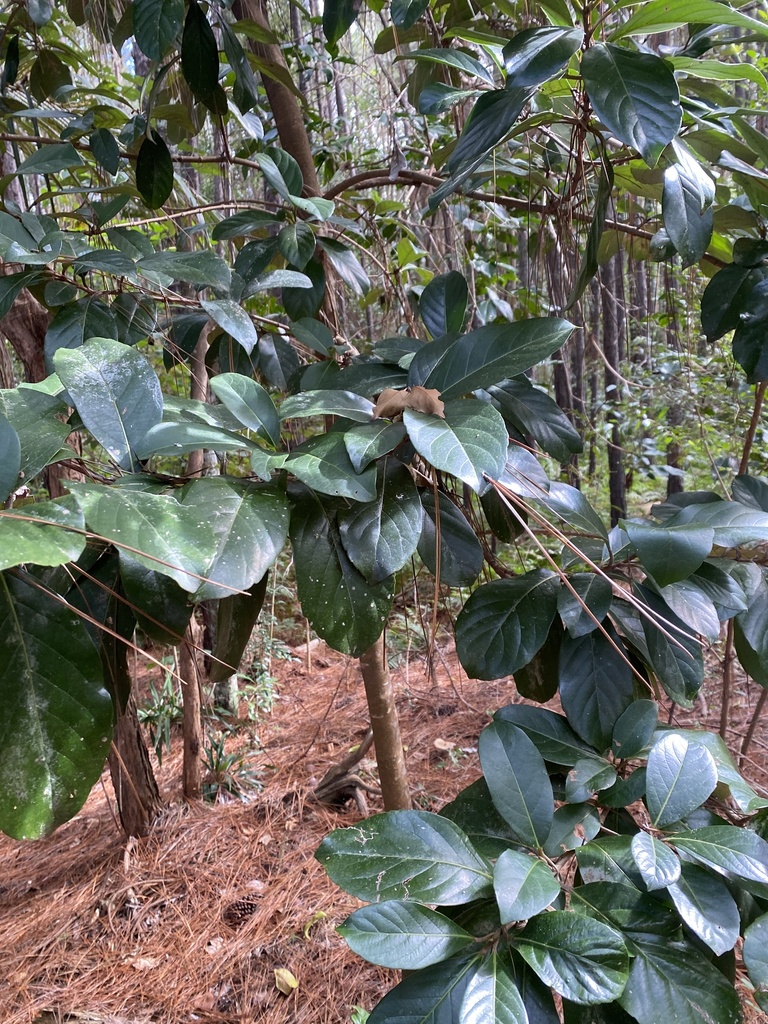 Sweet viburnum from Elimbah, QLD, AU on June 27, 2024 at 11:02 AM by ...