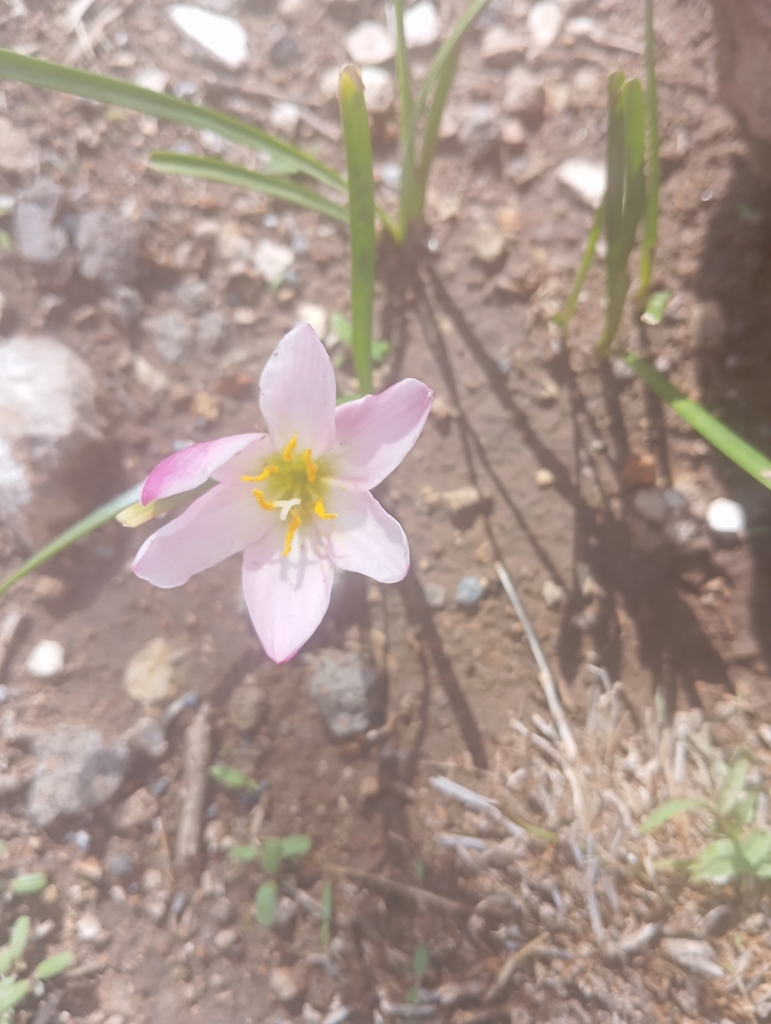 Foster's zephyrlily from Sta Bárbara, Huichapan, Hgo., México on June ...