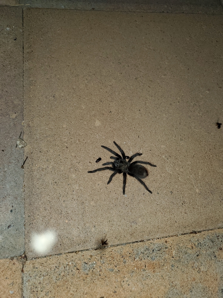 Tucson Bronze Tarantula from Arivaca, AZ 85601, USA on June 26, 2024 at ...