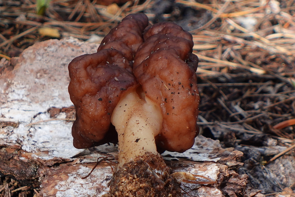 Saddle-shaped False Morel from Adams County, ID, USA on May 29, 2024 at ...