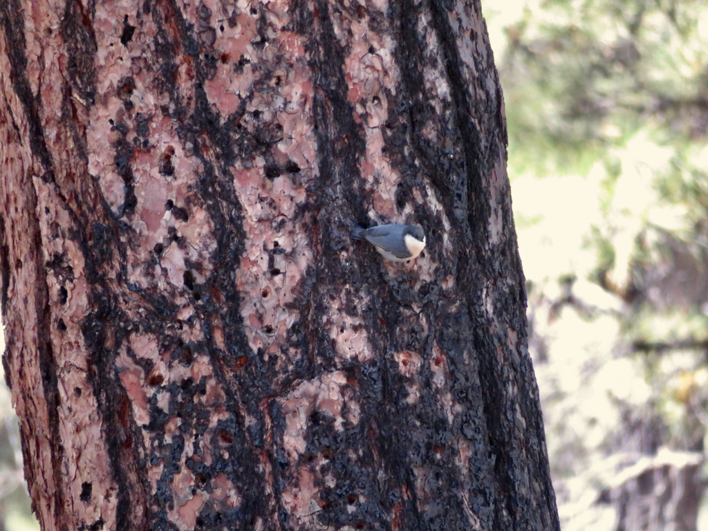 Pygmy Nuthatch from Grand Canyon Village, AZ 86023, USA on September 18 ...