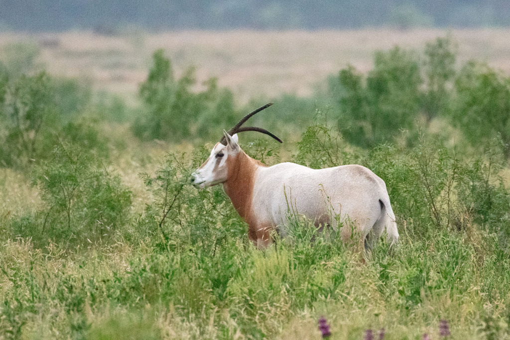 Scimitar-horned Oryx from Menard County, TX, USA on May 04, 2024 at 07: ...