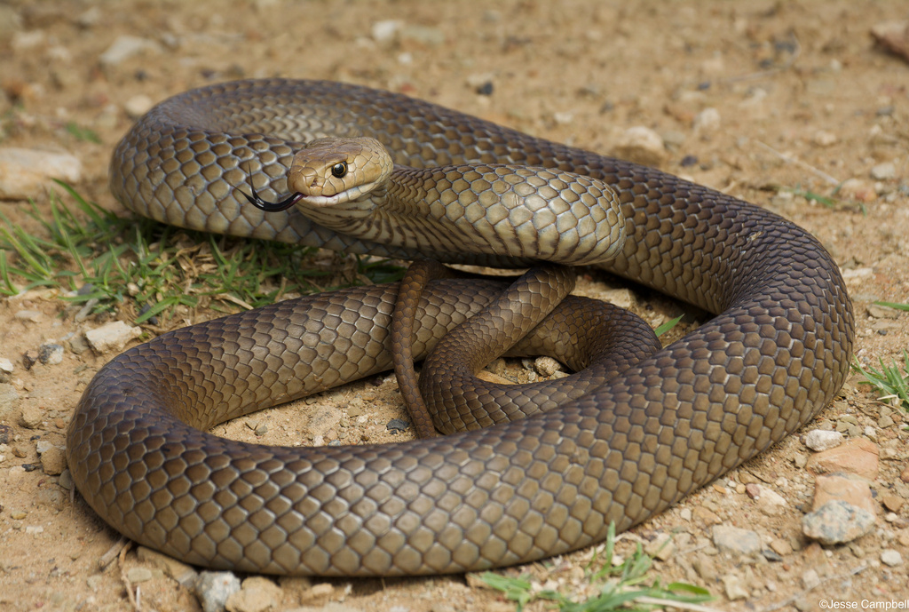 Australian Brown Snakes